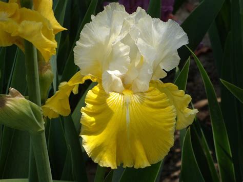 Tall Bearded Iris Iris Lemon Cloud In The Irises Database