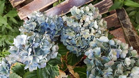 How To Revive A Dying Hydrangea Plant The Garden Hows