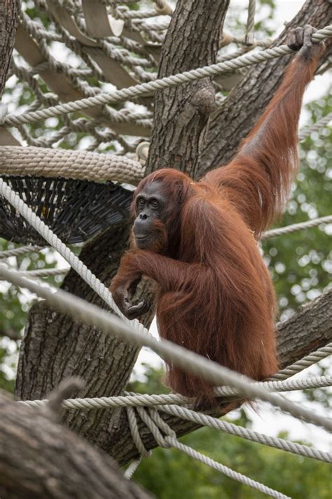 Bornean Orangutan Pongo Pygmaeus Zoochat