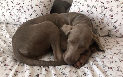Son Agresivos Weimaraner