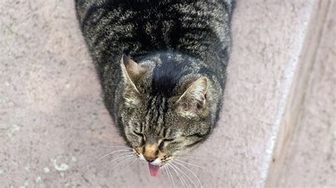 Why Does My Cat Keep Throwing Up Causes And What To Do About It Goodrx