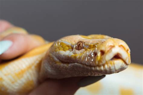 Yellow Spotted Python In Female Hands Close Up Stock Image Image Of