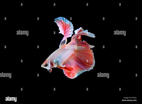 Betta Fish Half Moon Stock Photo Alamy