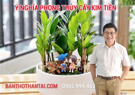 Ý Nghĩa Và Cách đặt Cây Kim Tiền Trong Nhà Hợp Phong Thủy 2023