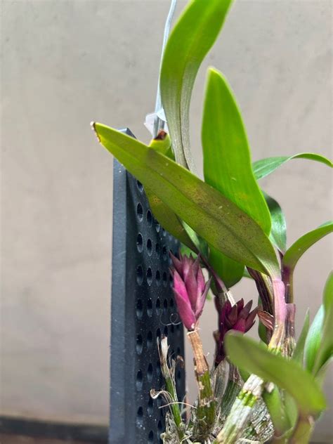 Dendrobium Hybrid Hibiki Furniture Home Living Gardening Plants