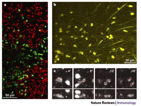 Multi Dimensional Two Photon Microscopy Tissue Imaging And Tracking