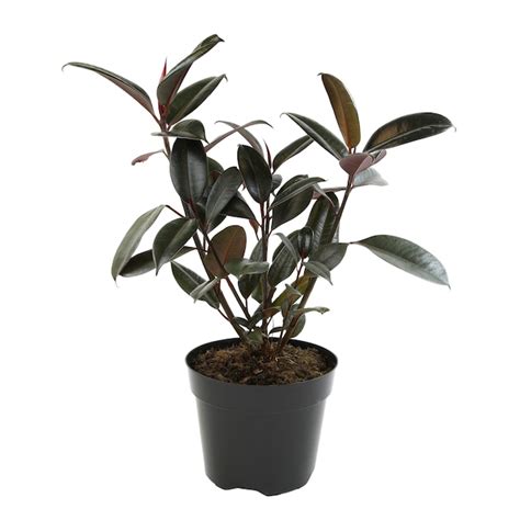 Altman Plants Burgundy Ficus Rubber Tree House Plant In 8 In Planter