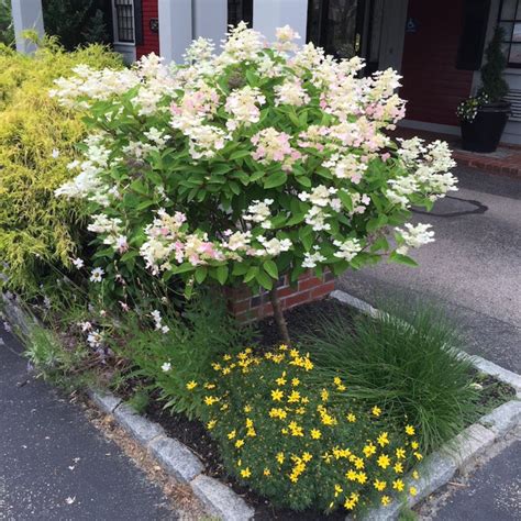 Quick Fire® Hydrangea Tree The Sill