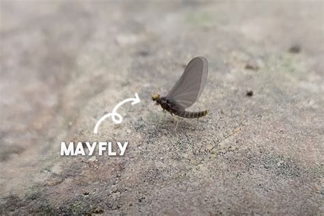 Video All About Mayflies Orvis News