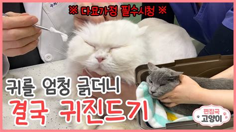 고양이 귀진드기 다묘가정이라면 전염됩니다😰｜심장사상충｜회사냥이｜구조묘 Youtube