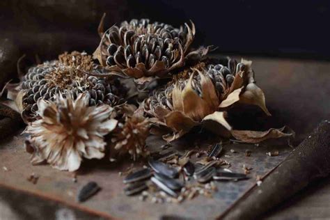 Can Black Seed Oil Be Used As Birth Control Seedoilnews