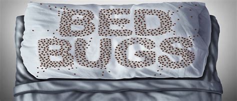 Does Bleach Kill Bed Bugs Natural Woman World