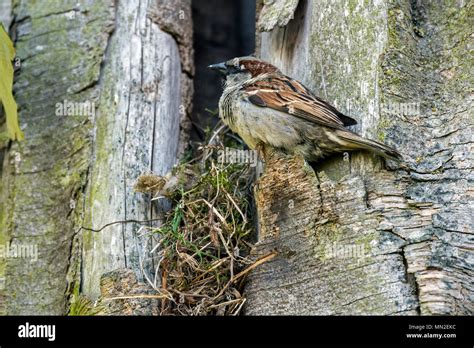 Indian Sparrow Nest