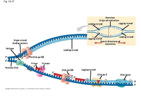 Fig 16 17 Overview Origin Of Replication Lagging
