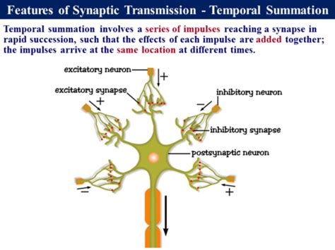 Bioa 3 6 2 2 Synaptic Transmission Teaching Resources
