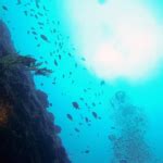 Survey Ocean Ecol Wyatt Lab