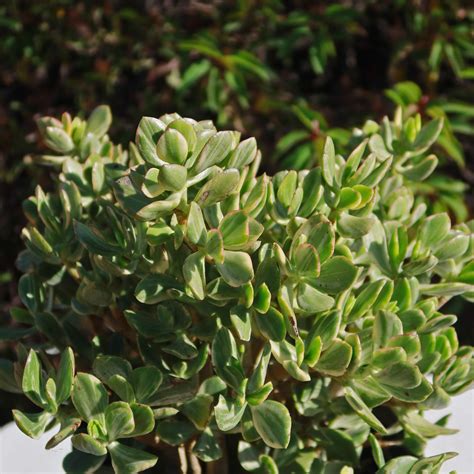 Variegated Jade Plant Crassula Ovata Variegata Fast Delivery