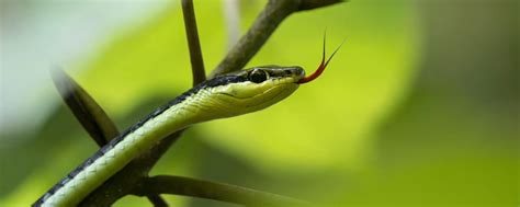 Stop The Snake Combatting Reptilian Arguments Waranch Brown
