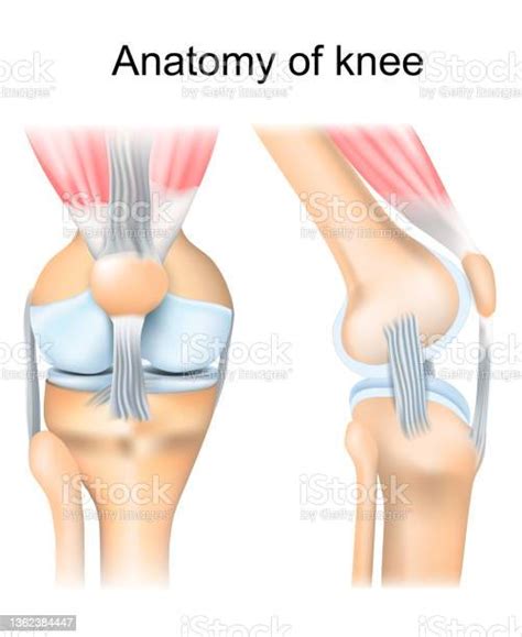 Knee Anatomy Human Joint Structure向量圖形及更多人工膝關節圖片 人工膝關節 膝頸 關節 Istock