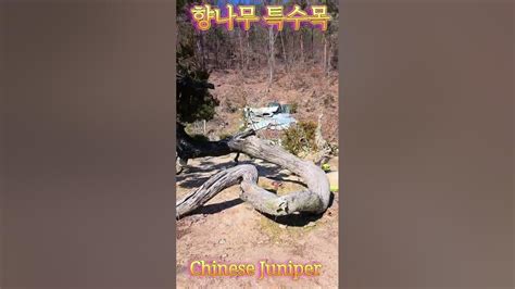 997번 향나무 특수목 Chinese Juniper 명목의 기운이 느겨지는 향나무특수목 문의 적토마 010 8082 3635