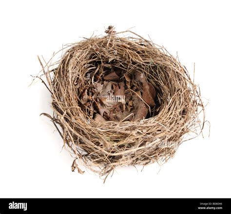 Empty Bird S Nest Over A White Background Stock Photo Alamy