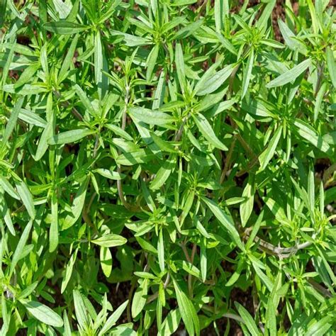 Chervil Imported Seeds Buy Seeds Online At Best Price In India Plantic