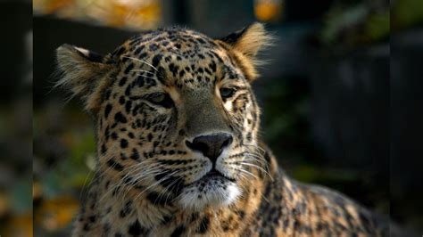 Leopard Killed Its Meat Consumed By Villagers In Keralas Idukki