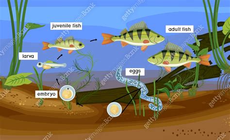 Fish Life Cycle Sequence Of Stages Of Development Of Perch Perca