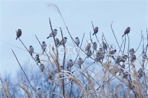 ふっくらとした冬のすずめ No 25849238写真素材なら写真AC無料フリーダウンロードOK