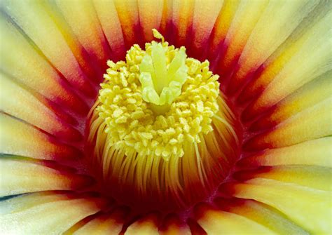 Asteria Flower | Best Flower Site