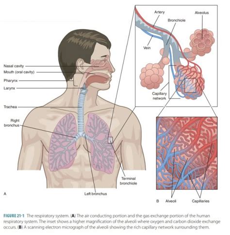 Ethmoidal Polyp Causes Symptoms Treatment Options