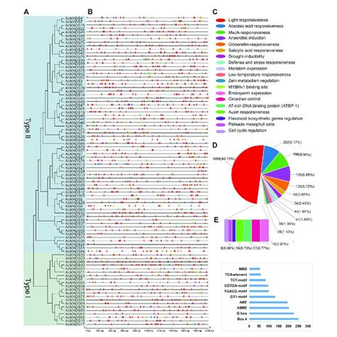 Cis Acting Elements Of Acmads Box Gene Promoter From A Chinensis A