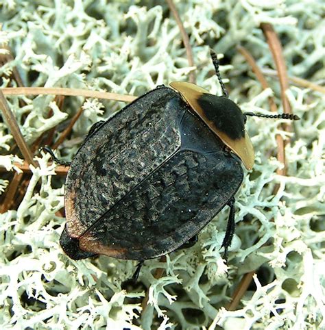 Necrophila Carrion Beetles Identification Facts And Taxonomy