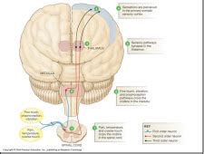 The Labeled Line Principle Sensory Receptors