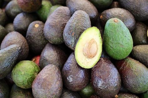 Get To Know Varieties Of South African Avocado Freshela Exporters