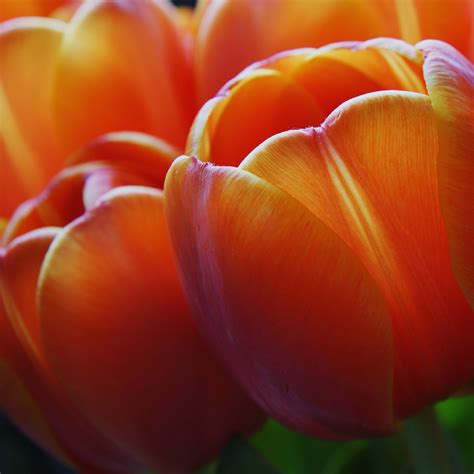 植物の環境応答と形態形成の仕組みを探る。 ハテナ？を探るサイエンスの旅 東邦大学sci