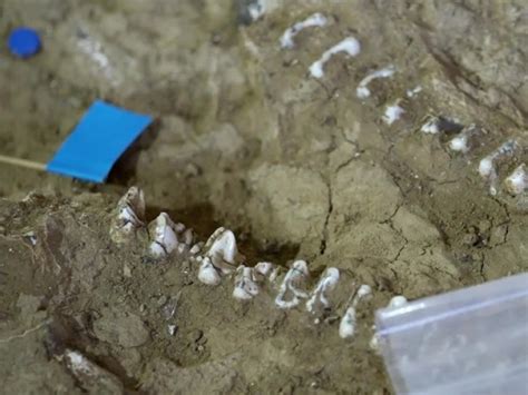 Million Year Old Fossilized Skull Of Homo Erectus Excavated In Central