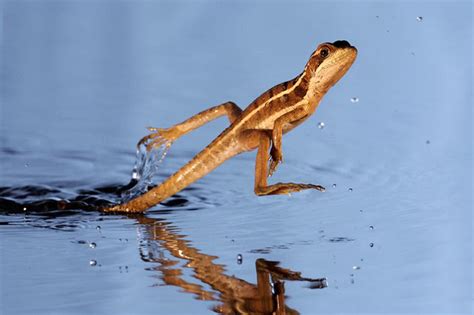 Basilisk Lizard Running On Water