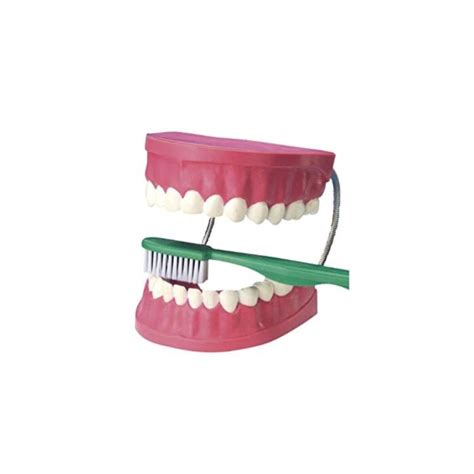 Hammaste Mudel 2x Suurusega Hambahari Estvarad OÜ