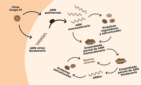 El Ciclo Replicativo De Los Virus