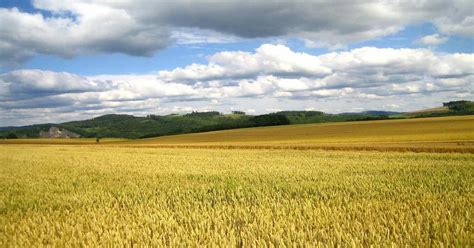 ПРОДАЖА СЕЛЬСКОХОЗЯЙСТВЕННОЕ ПРЕДПРИЯТИЕ АГРОХОЛДИНГ СТРОИТЕЛЬСТВО КУРОРТНЫЕ КОМПЛЕКСЫ В