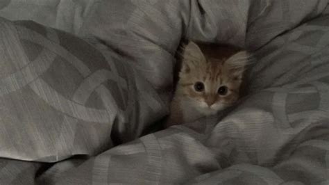 Cute Kitten Sleepy Discord Header Twitter Aesthetic Inspo Cat Camera