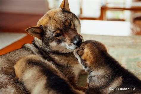 公益社団法人 日本犬保存会 日本犬保存会｜柴犬・紀州犬・四国犬・甲斐犬・北海道犬・秋田犬