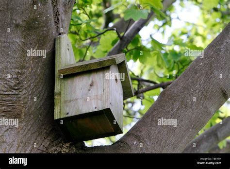 Nest Box For Tit Family Sized Birds In A Tree Stock Photo Alamy