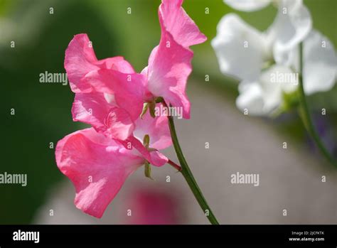 Single Pink Lathyrus Odoratus Sweet Pea Flower Growing In The
