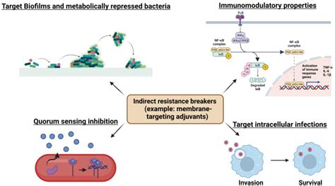 Antibiotic Adjuvants A Versatile Approach To Combat Antibiotic