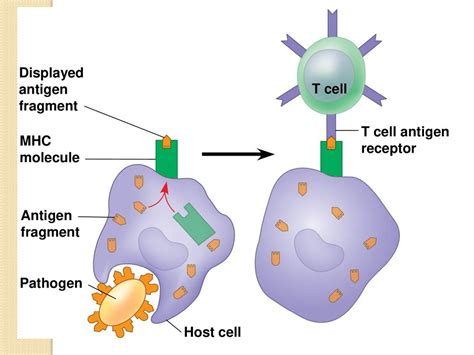 Immunity Chapter Ppt Download