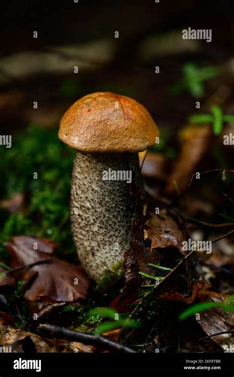 One Leccinum Mushroom Growing In The Forest Young Autumn Red Mushroom