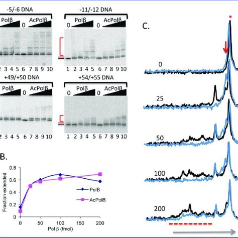 Acetylation Stimulates Pol Activity On Naked Dna Templates Templates