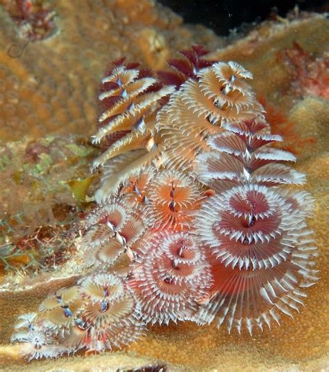 Christmas Tree Worm Forest Artofit